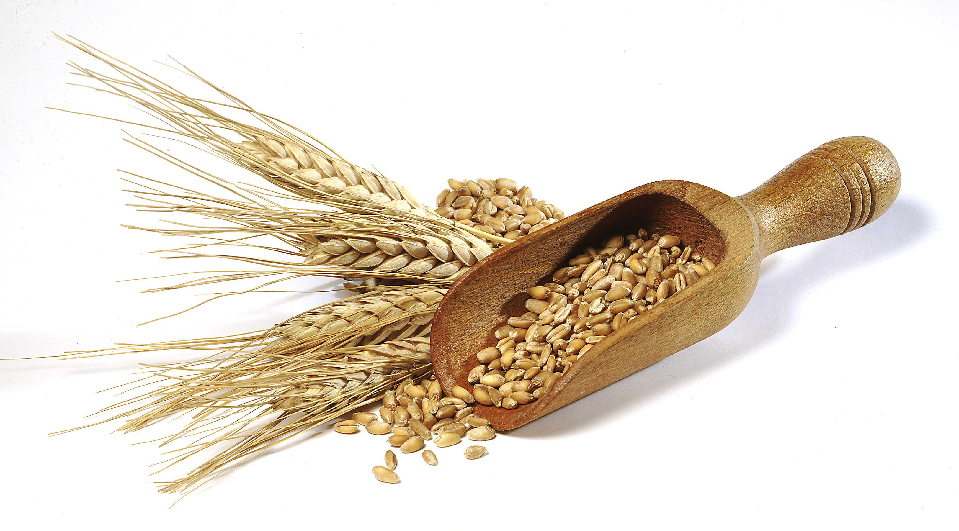 spighe di grano | PacMoore