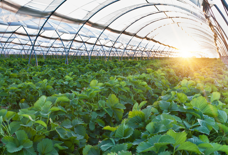 4 Of The Biggest Challenges in Organic Food Production